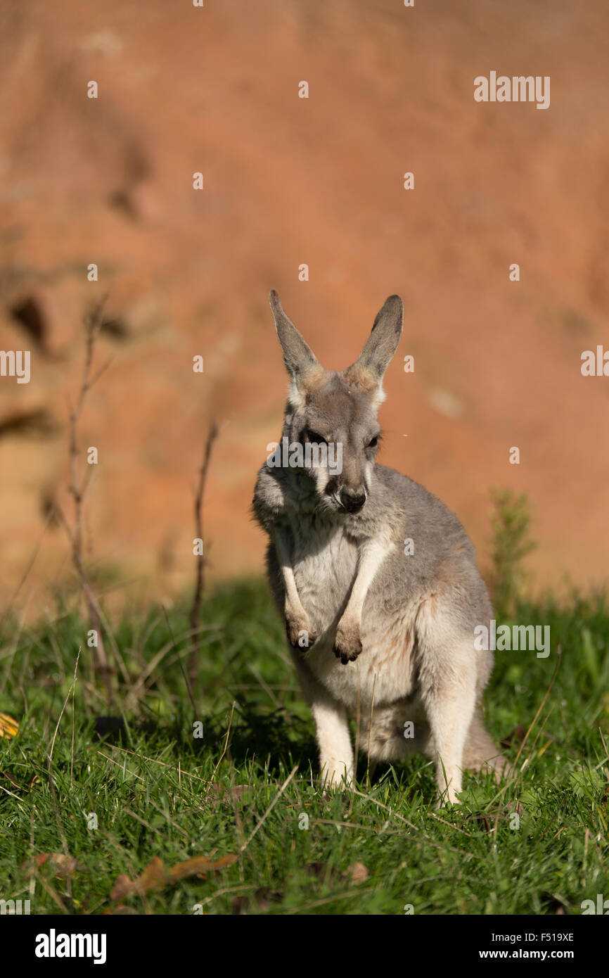cute australian red kangaroo relaxing outdoor agins red rock Stock ...