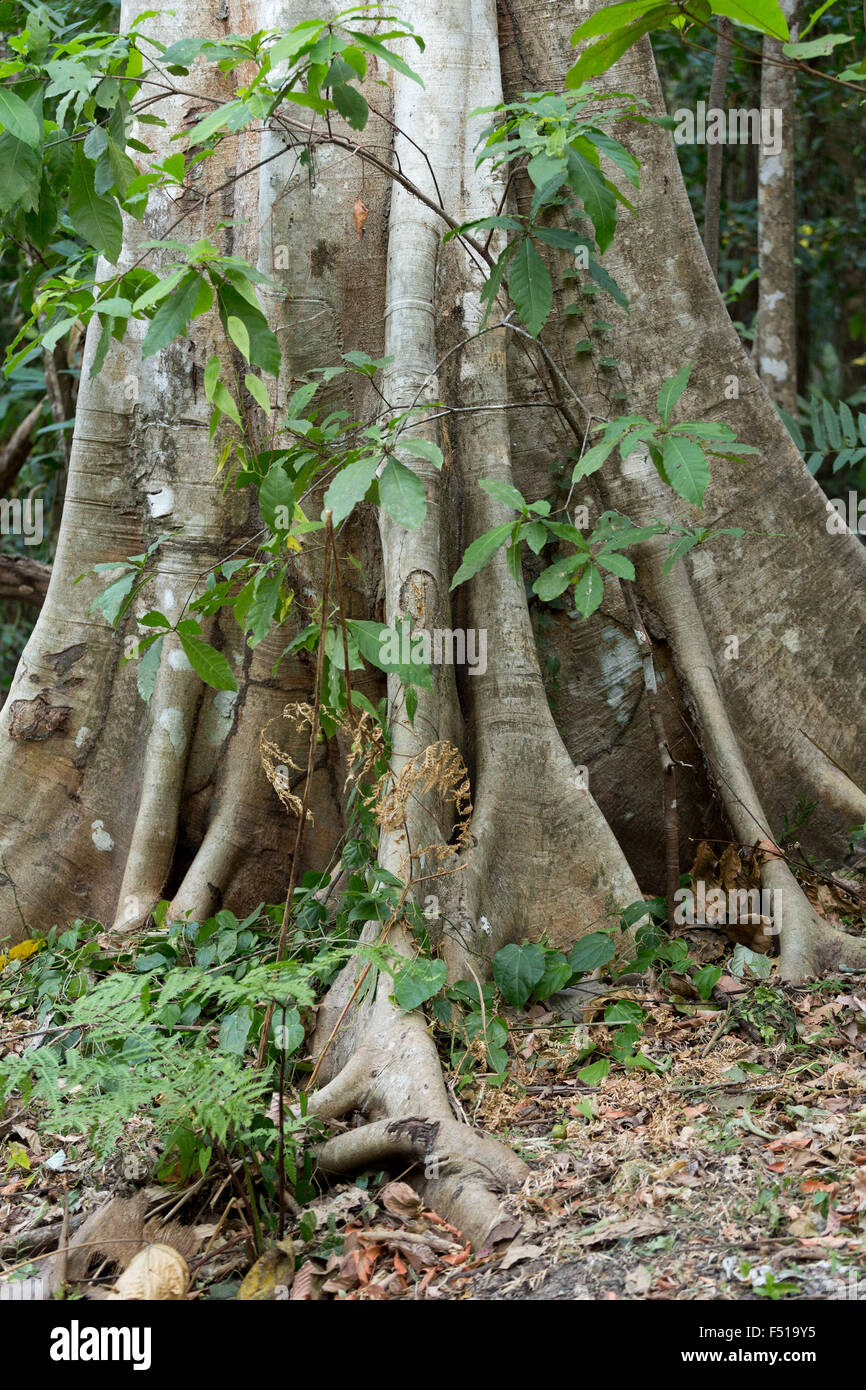 Big massive tree roots hi-res stock photography and images - Alamy