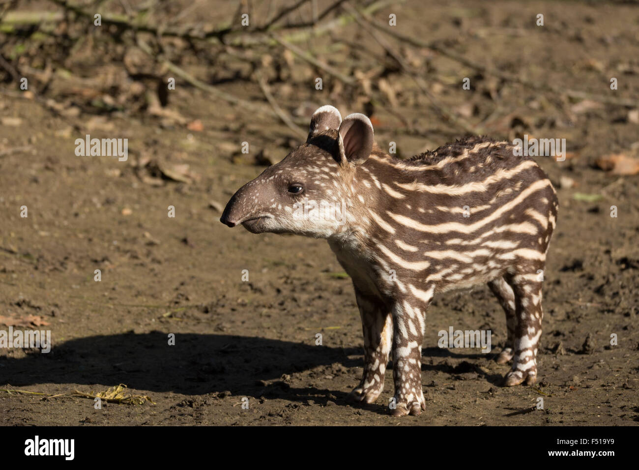 small stripped baby of the endangered South American tapir (Tapirus ...
