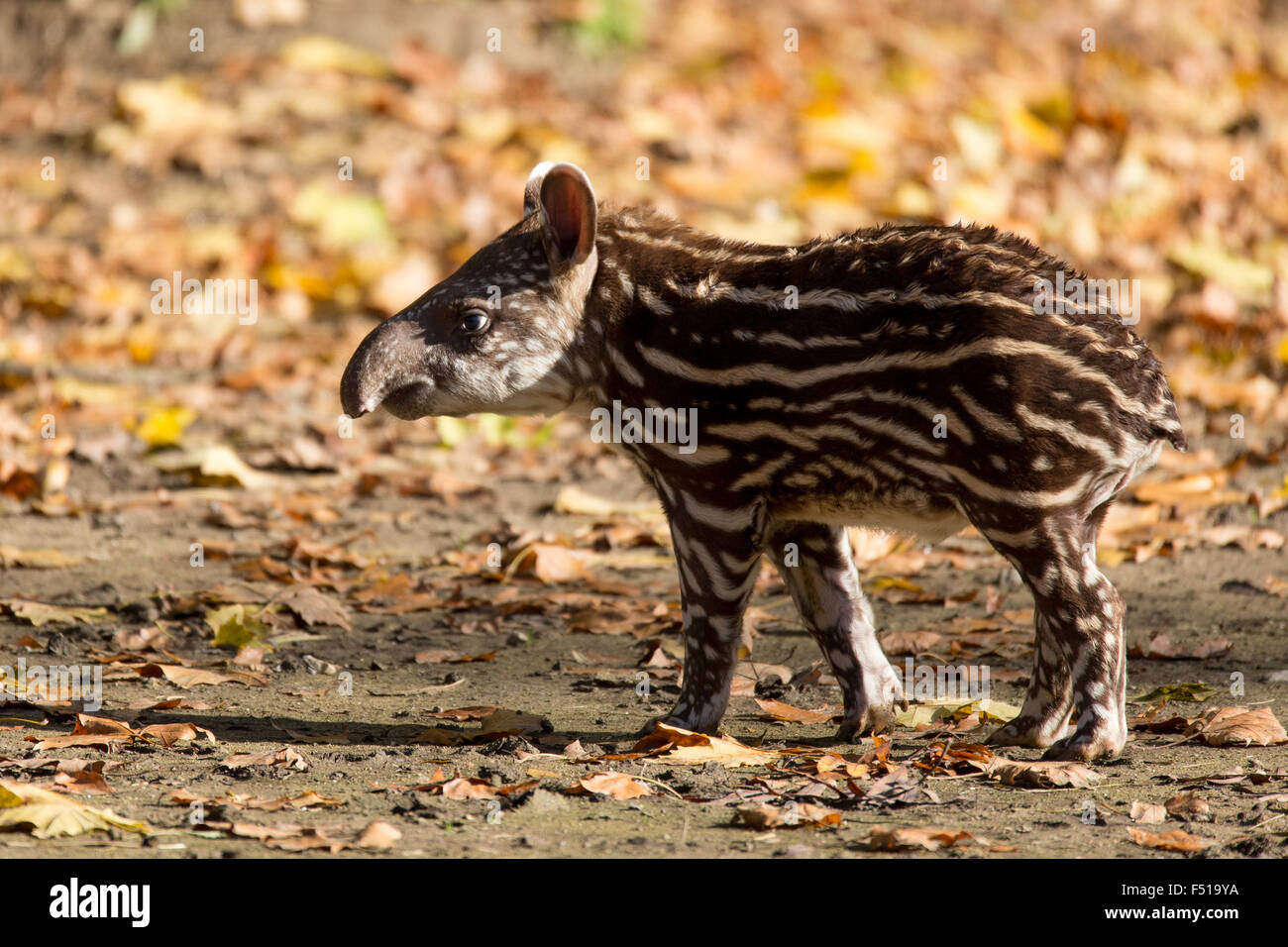 small stripped baby of the endangered South American tapir (Tapirus ...