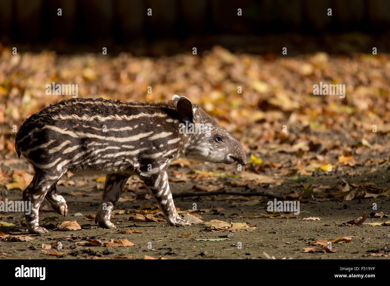 Striped tapir hi-res stock photography and images - Alamy