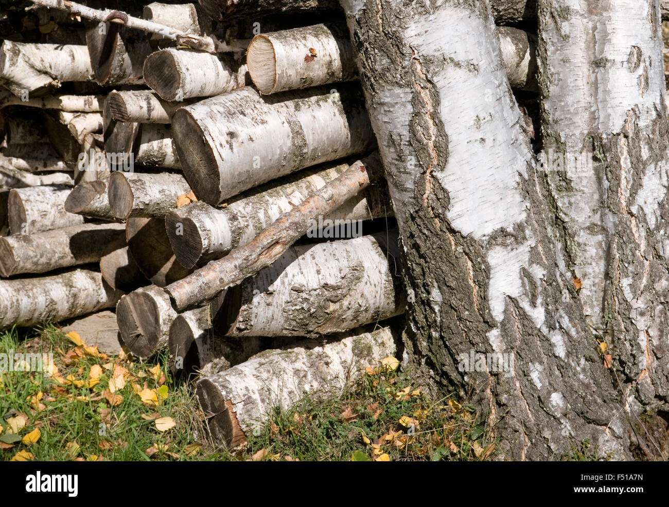 Birch logs hi-res stock photography and images - Alamy