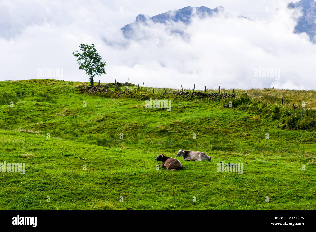 High altitude landscape with two cows, a tree, clouds, mountains and ...
