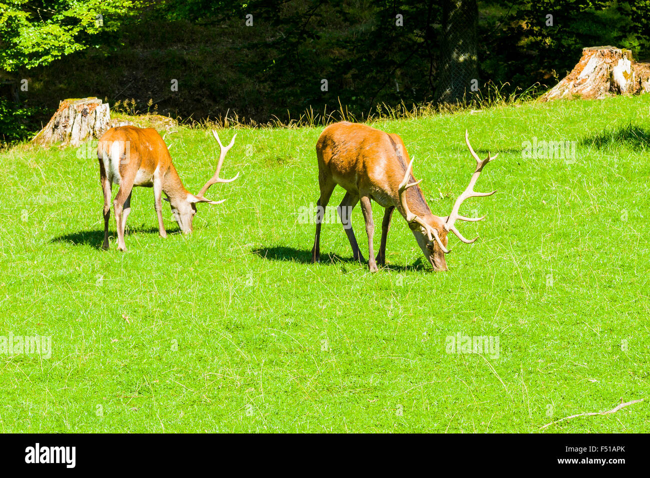 Fallow meadow hi-res stock photography and images - Alamy