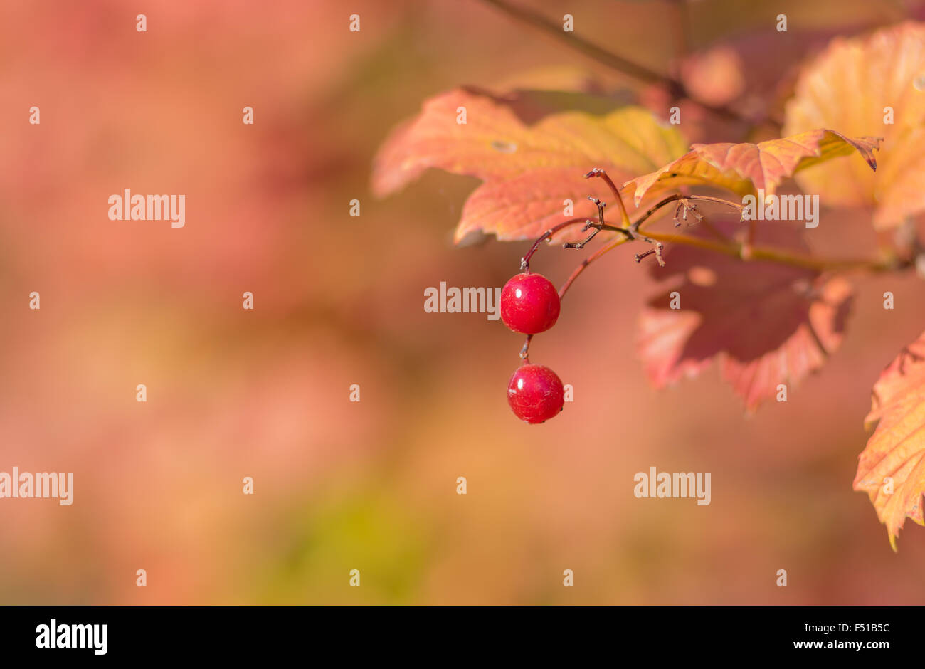 Snowball tree hi-res stock photography and images - Alamy