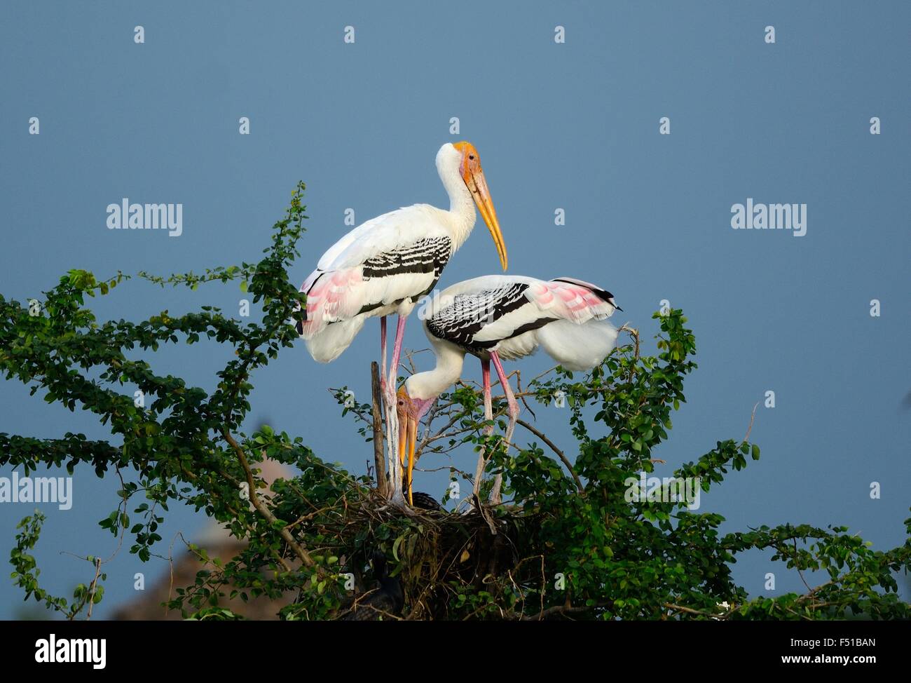 breeding colony of Painted Stork (Mycteria leucocephala) in Thai forest ...