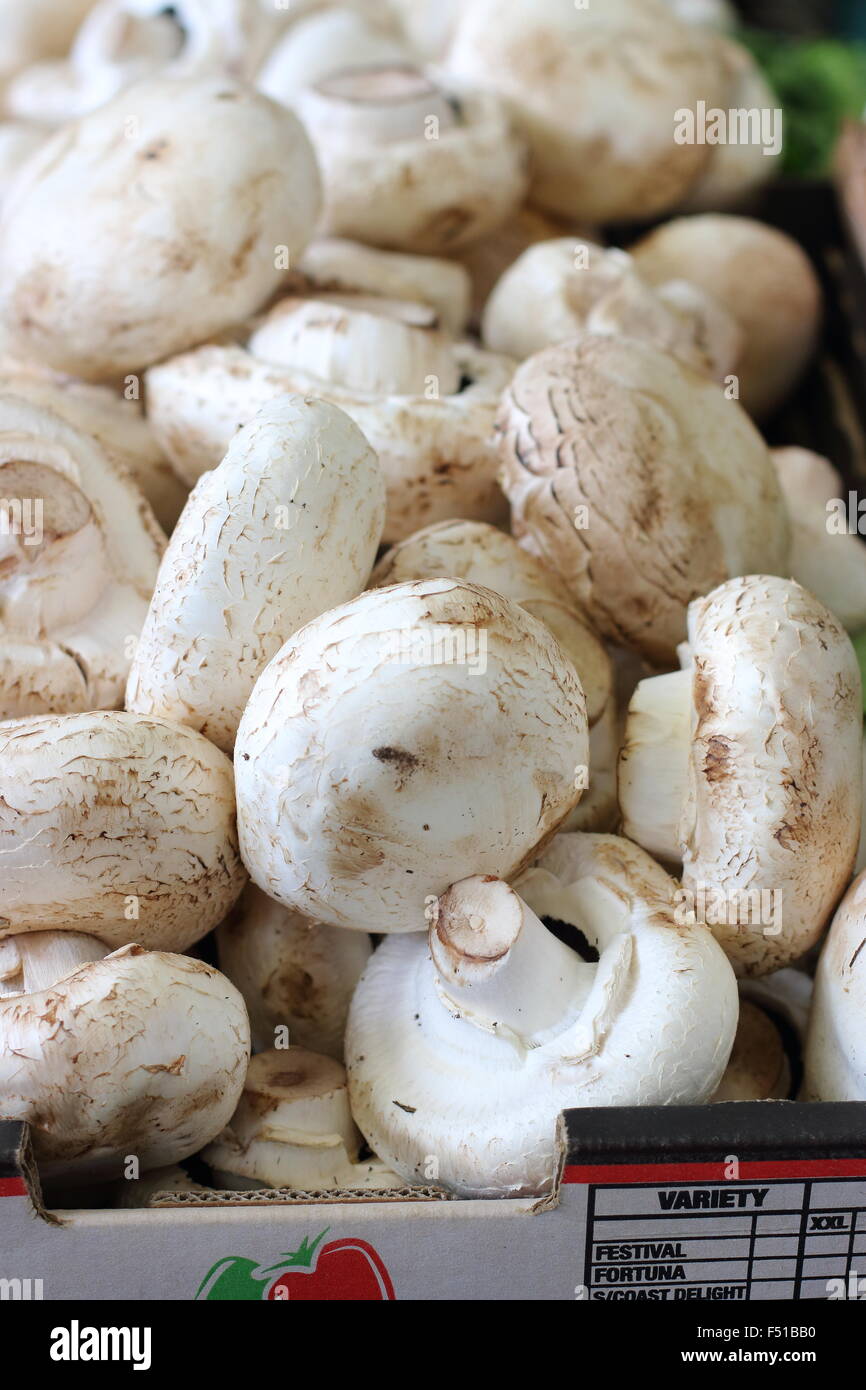 Agaricus bisporus mushroom farm hi-res stock photography and images - Alamy