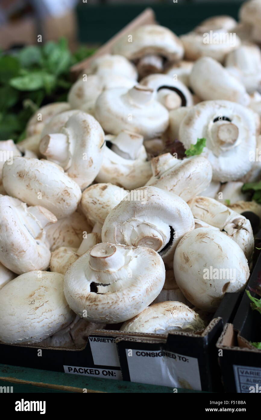 Cendawan butang hi-res stock photography and images - Alamy