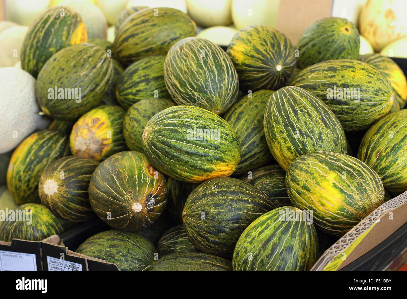 Santa Claus melons or also known as Christmas melon or piel de sapo ...