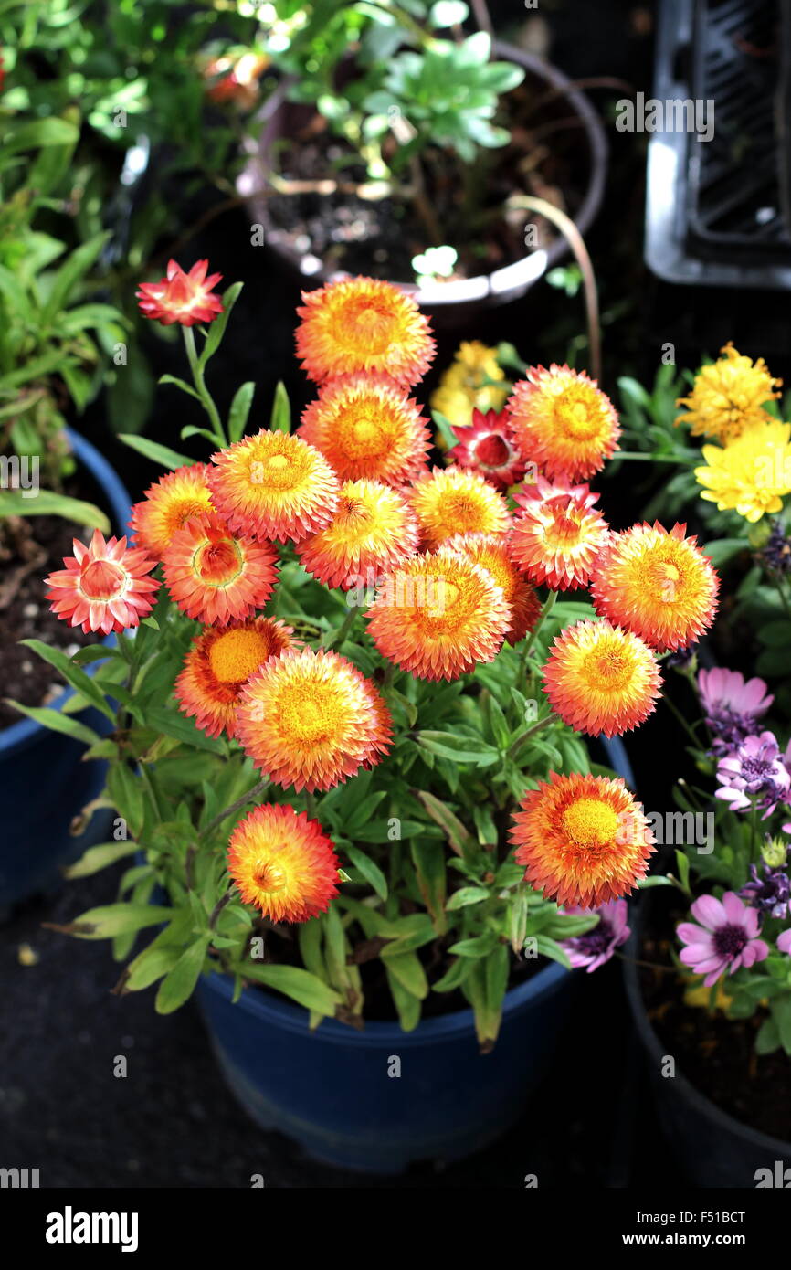Bracteantha Bracteata or also known as Paper Daisy Stock Photo - Alamy