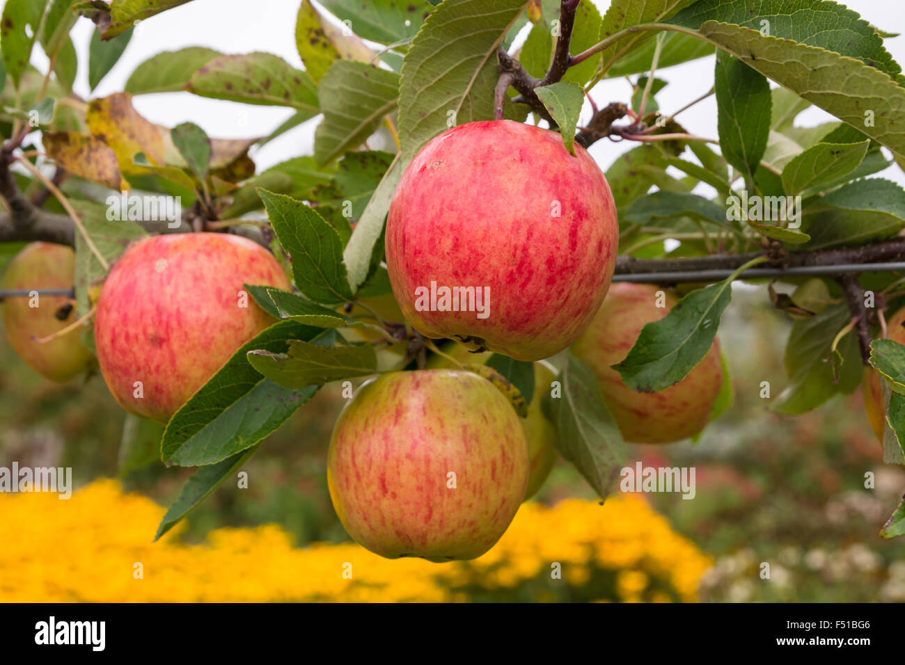 Apples fruit tree hi-res stock photography and images - Alamy