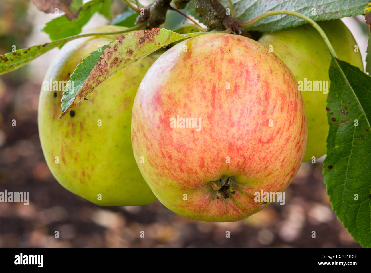 Red falstaff apples hi-res stock photography and images - Alamy