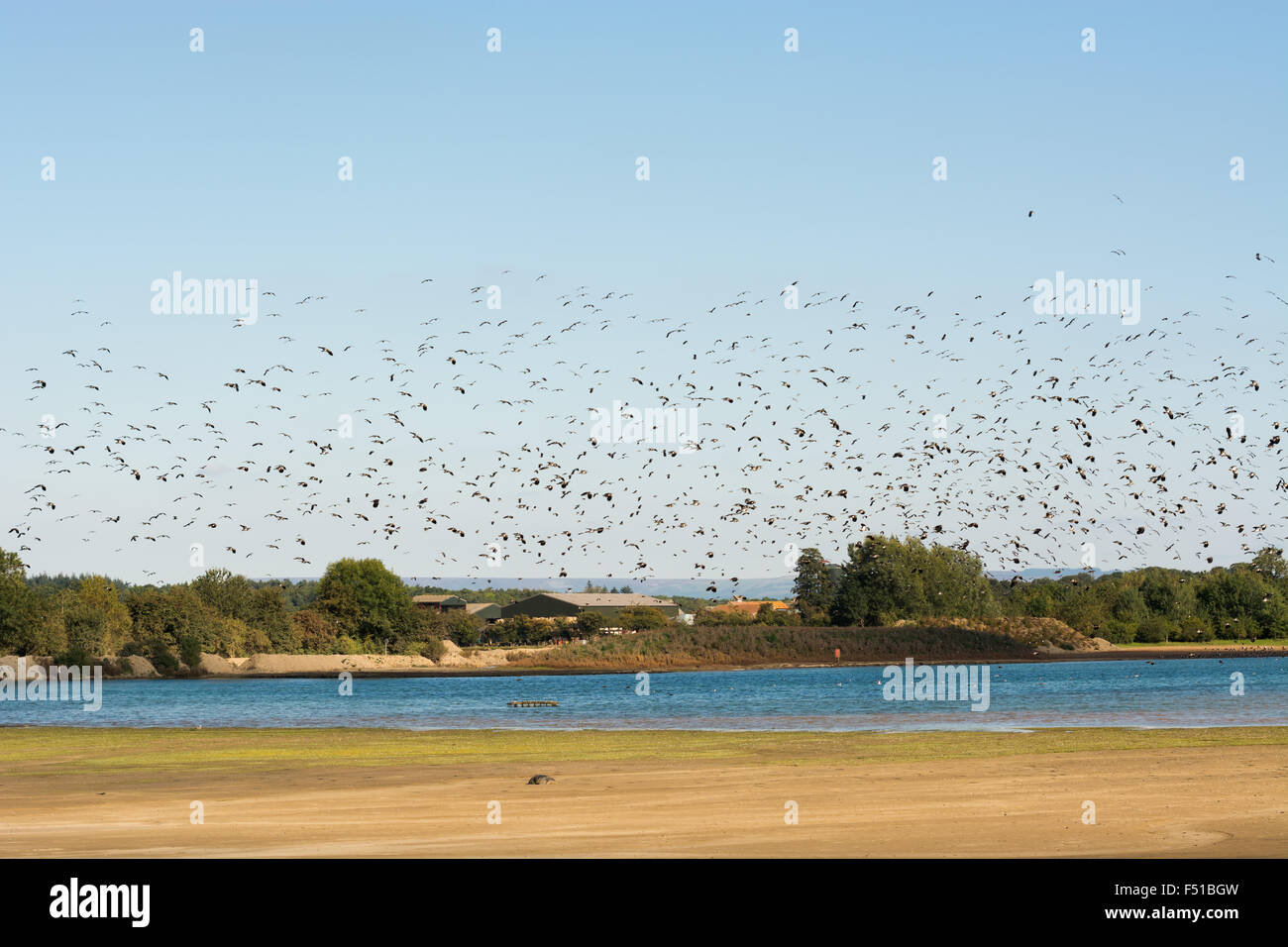 Flying plover hi-res stock photography and images - Alamy