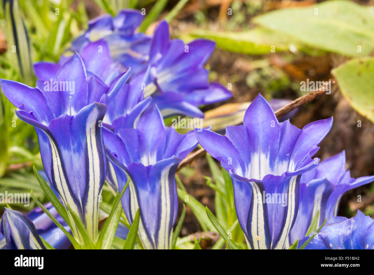 Gentian blue flowers hi-res stock photography and images - Alamy