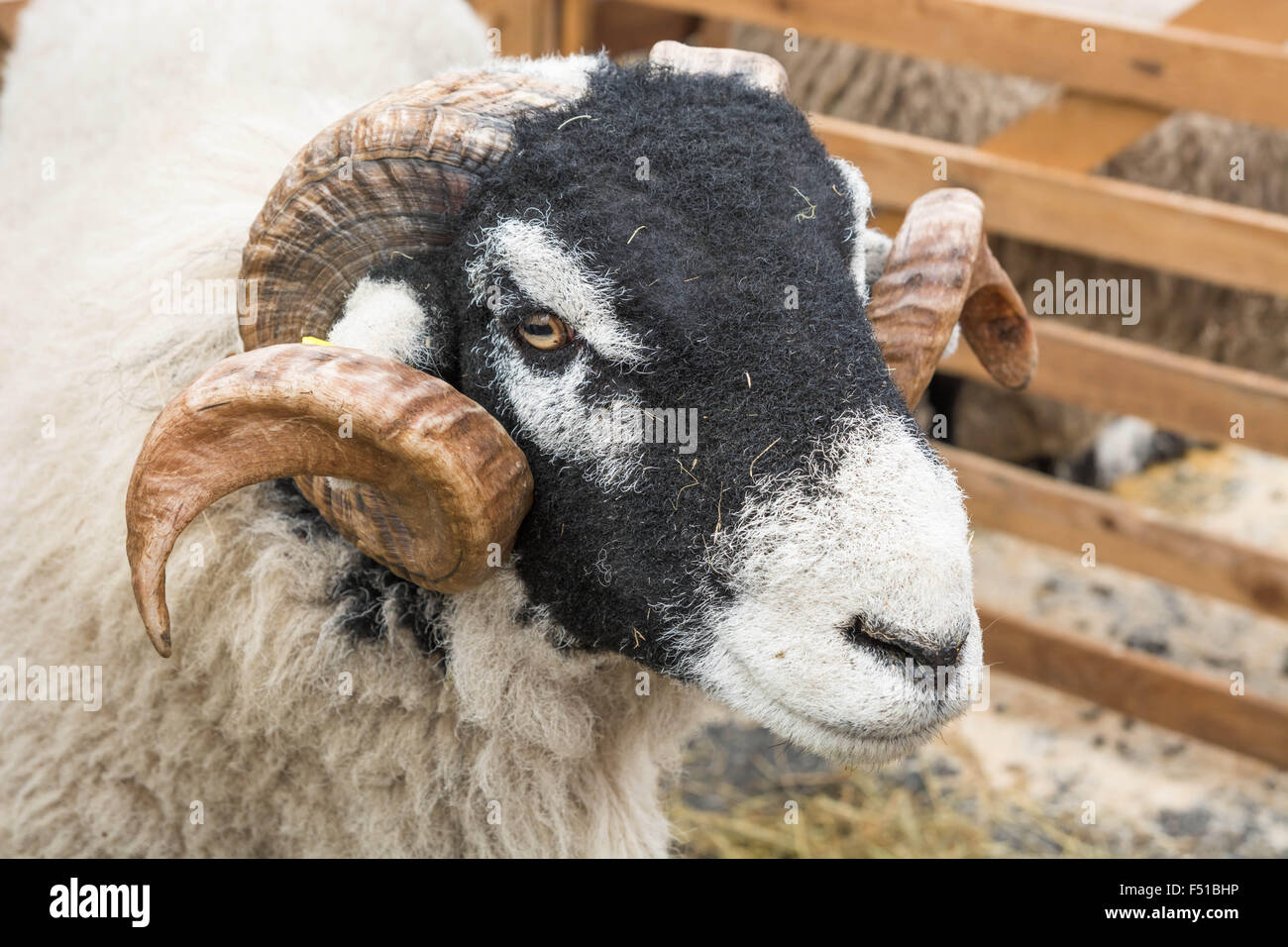 Swaledale ram hi-res stock photography and images - Alamy