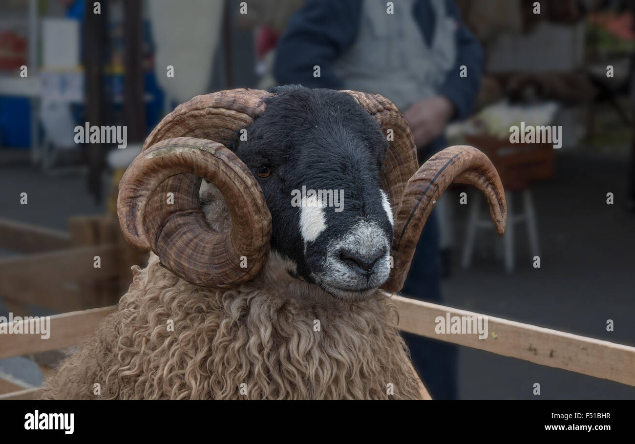 Swaledale Ram at show Stock Photo - Alamy