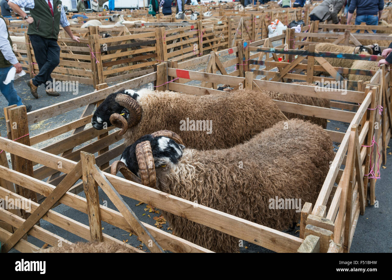 Swaledale sheep at show Stock Photo - Alamy