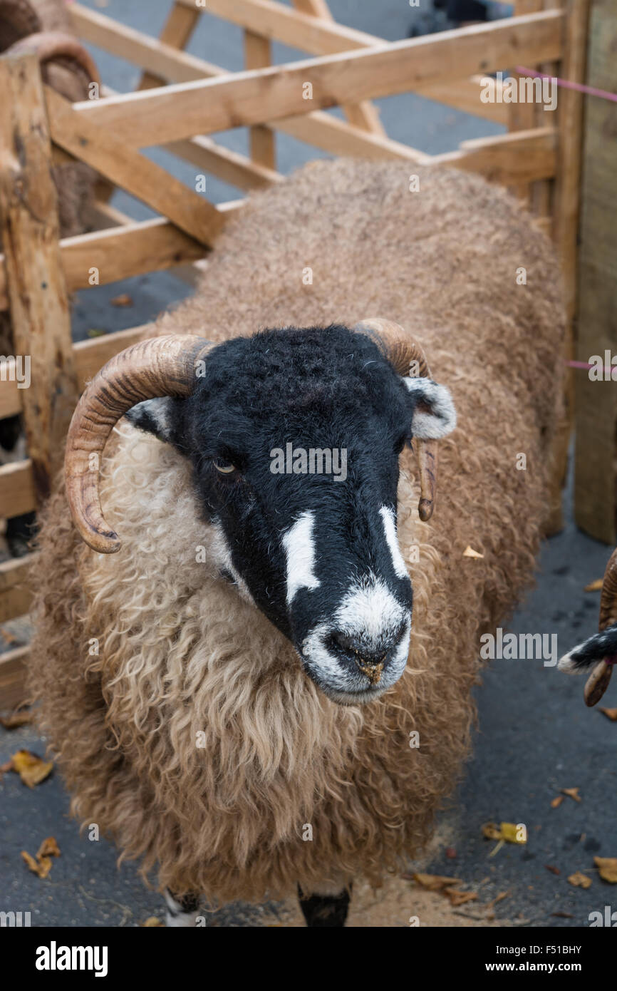 Swaledale lamb hi-res stock photography and images - Alamy