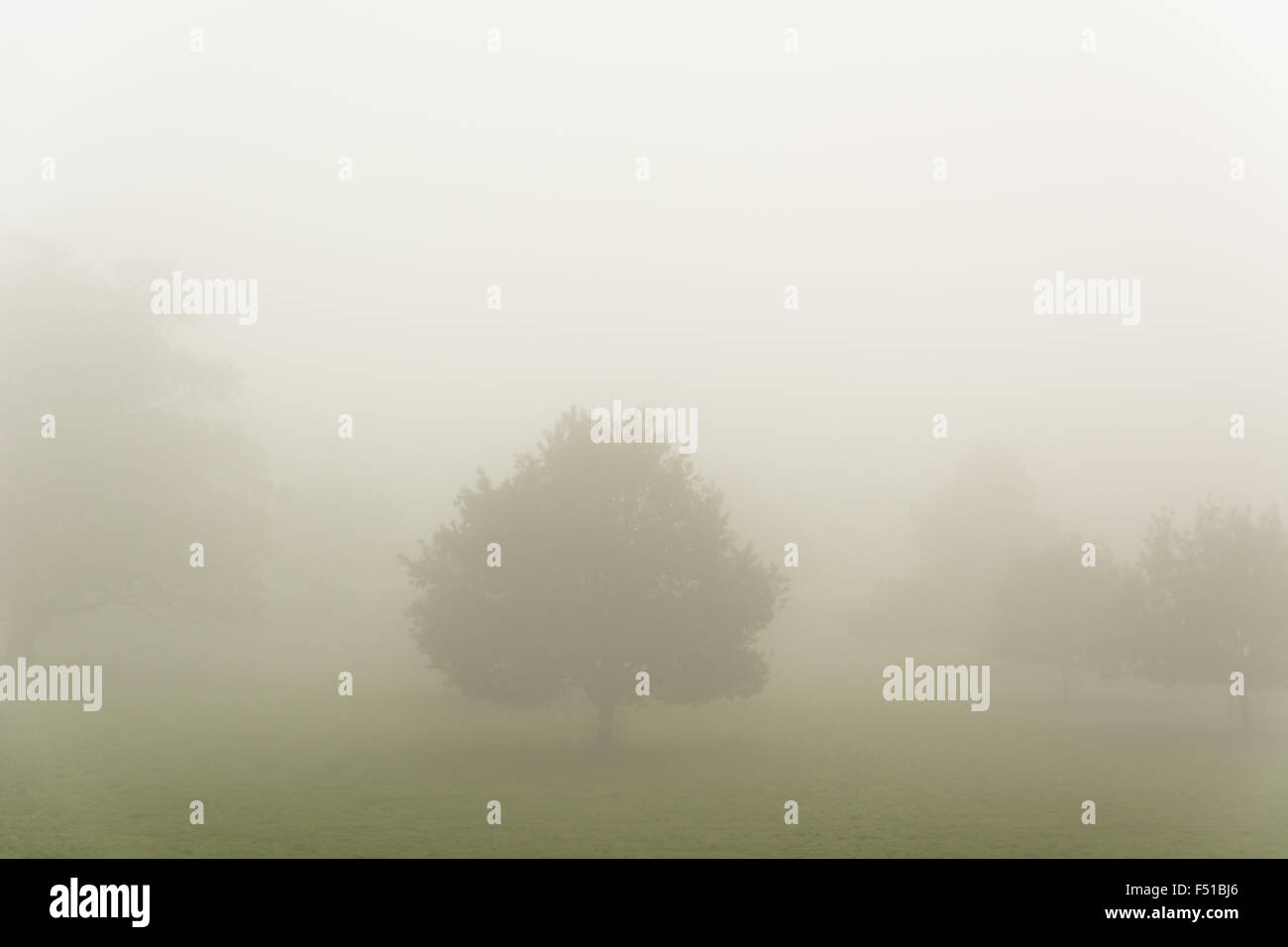 Trees in the fog Stock Photo - Alamy