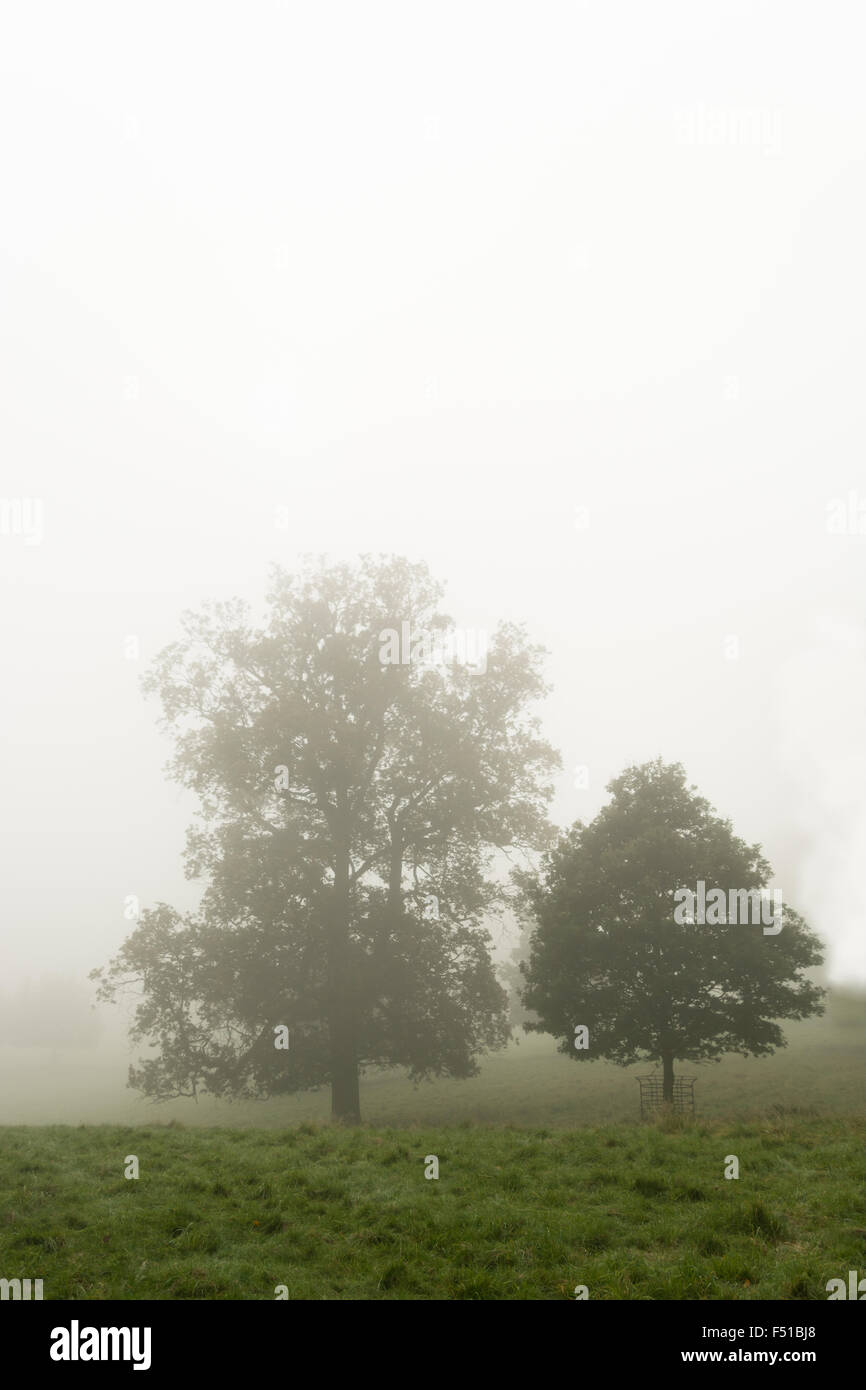 Trees in the fog Stock Photo - Alamy