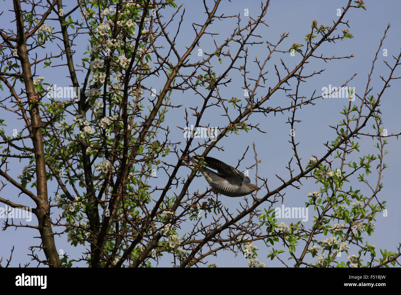 Common cuckoo Cuculus canorus Stock Photo - Alamy