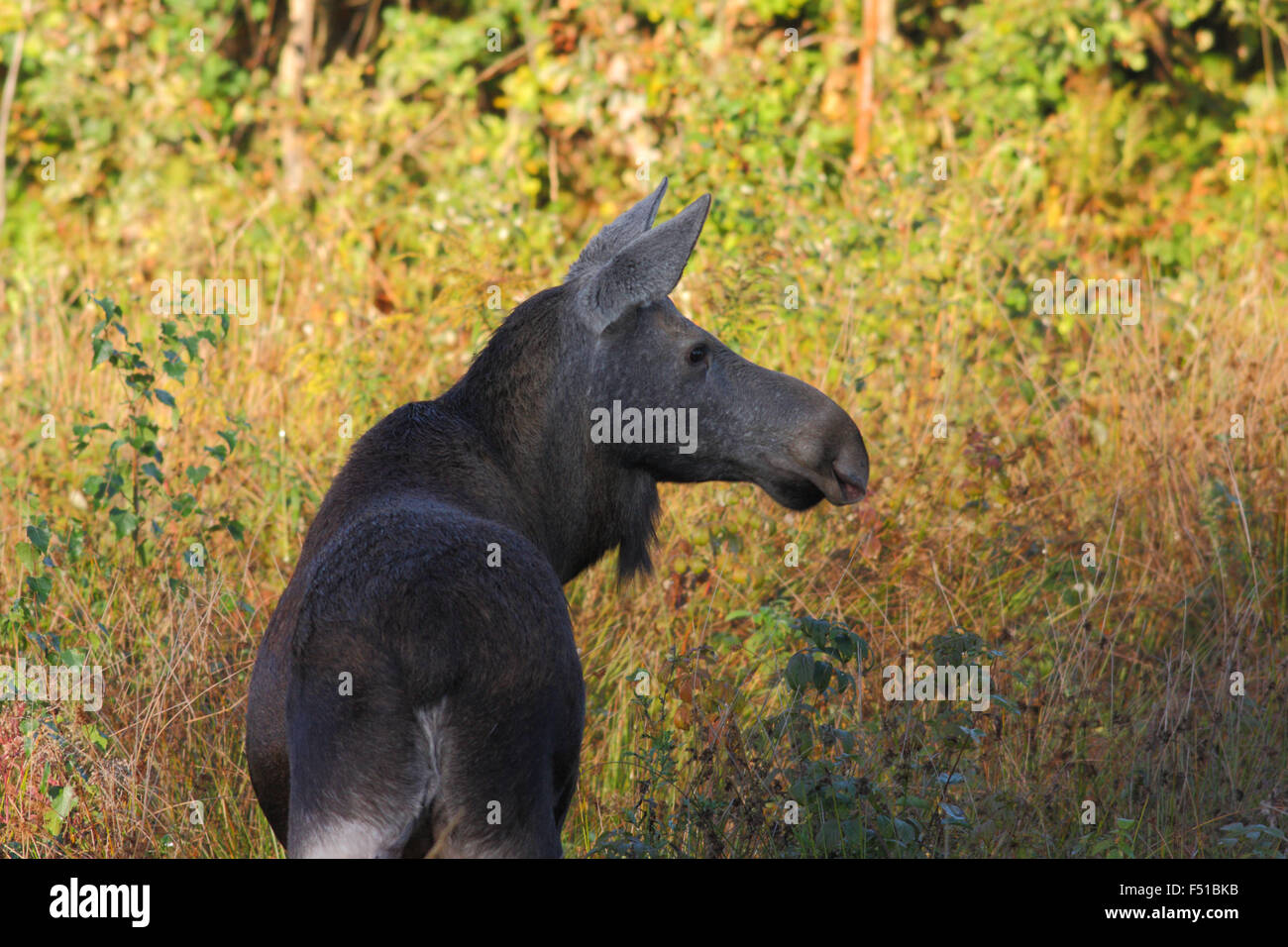 Elk Alces alces Stock Photo - Alamy