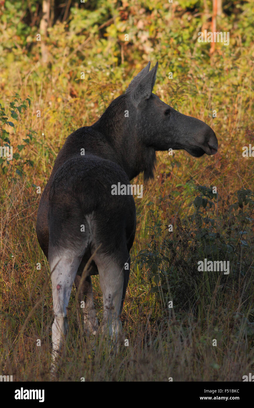 Elk Alces alces Stock Photo - Alamy