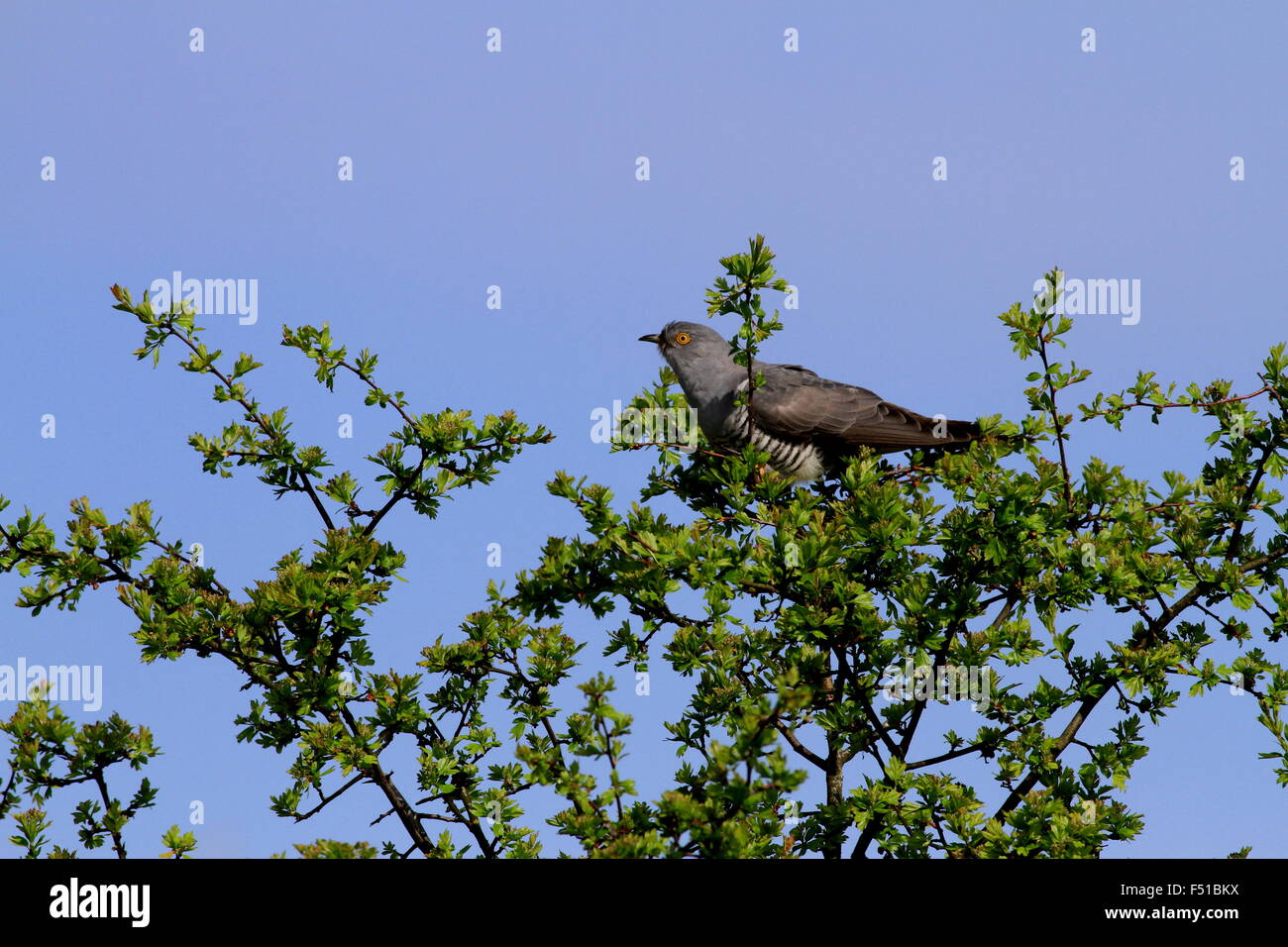 Common cuckoo cuculus canorus adult male hi-res stock photography and ...