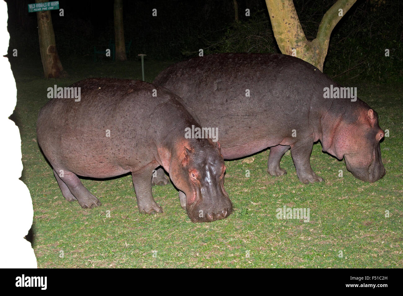 Hippo Hippopotamus amphibius grazing on lawn at night Elsamere Lake ...