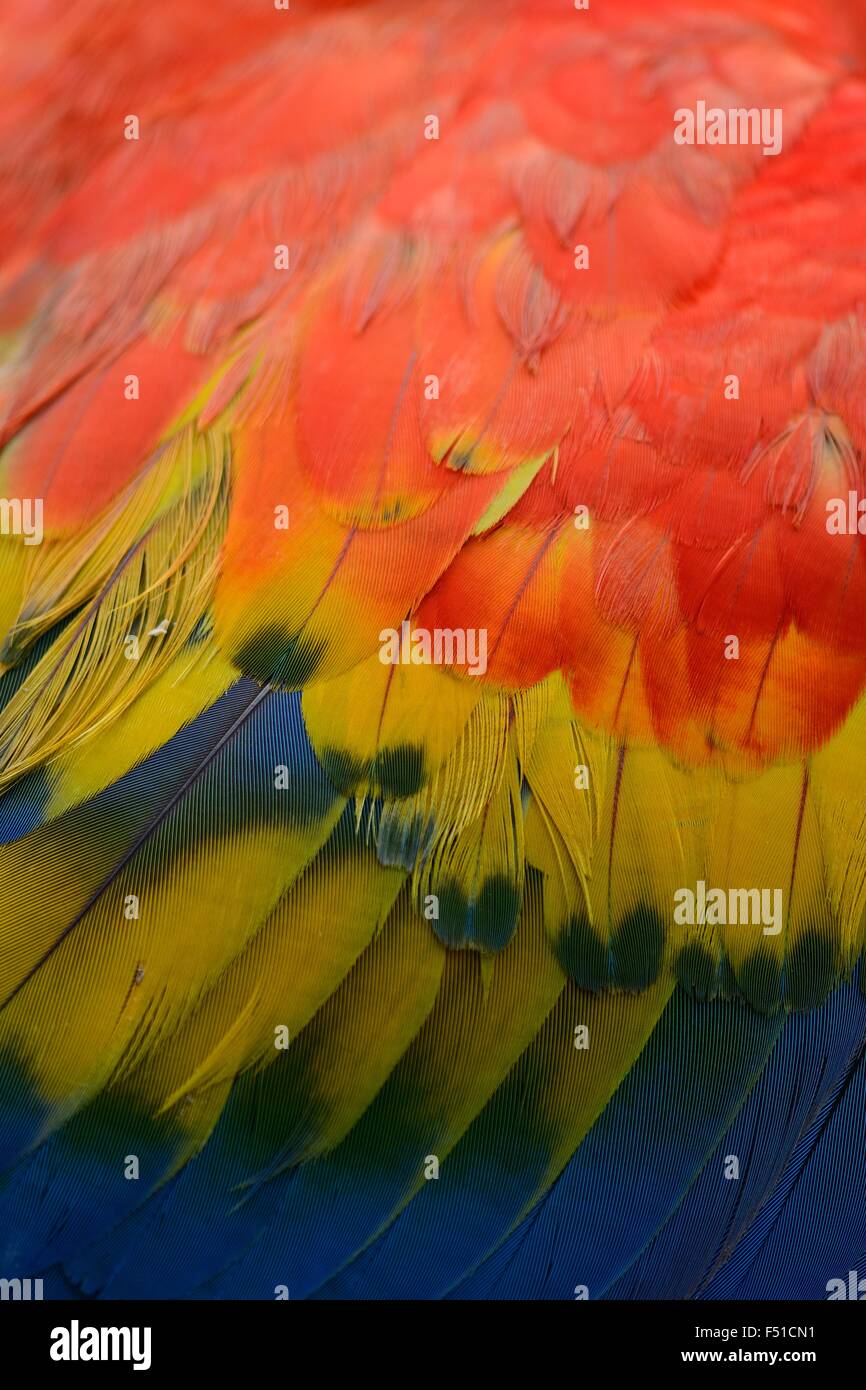 beautiful Scarlet Macaw (Ara macao) back feather Stock Photo - Alamy