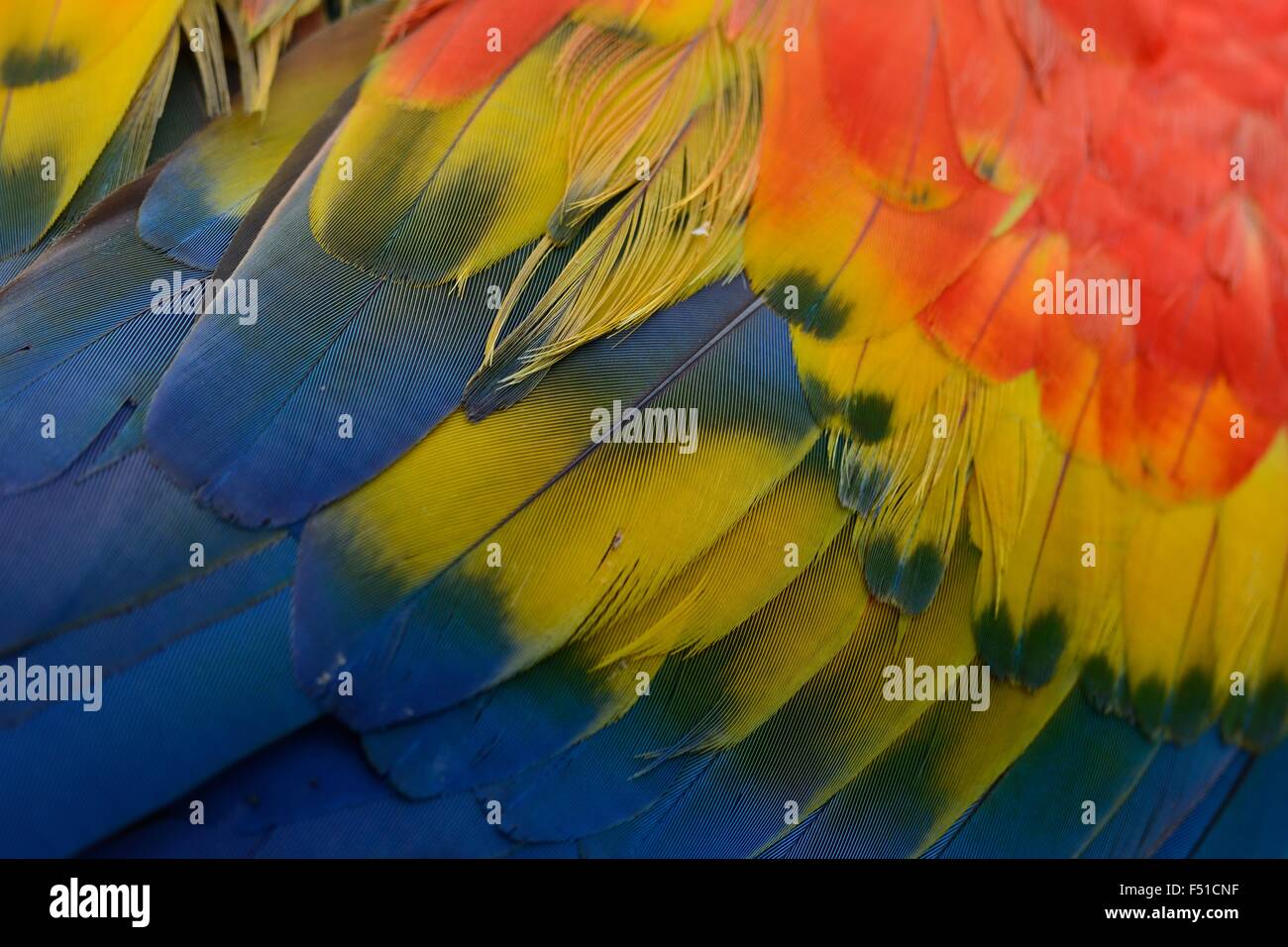 beautiful Scarlet Macaw (Ara macao) back feather Stock Photo - Alamy