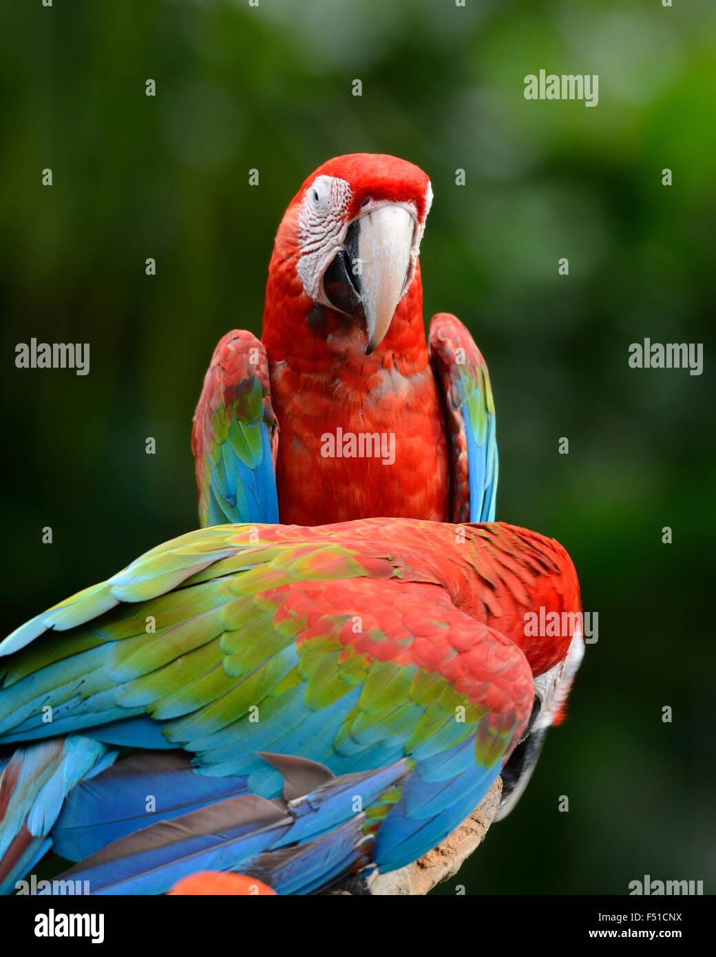 beautiful Green-winged Macaw (Ara chloropterus) as pet Stock Photo - Alamy