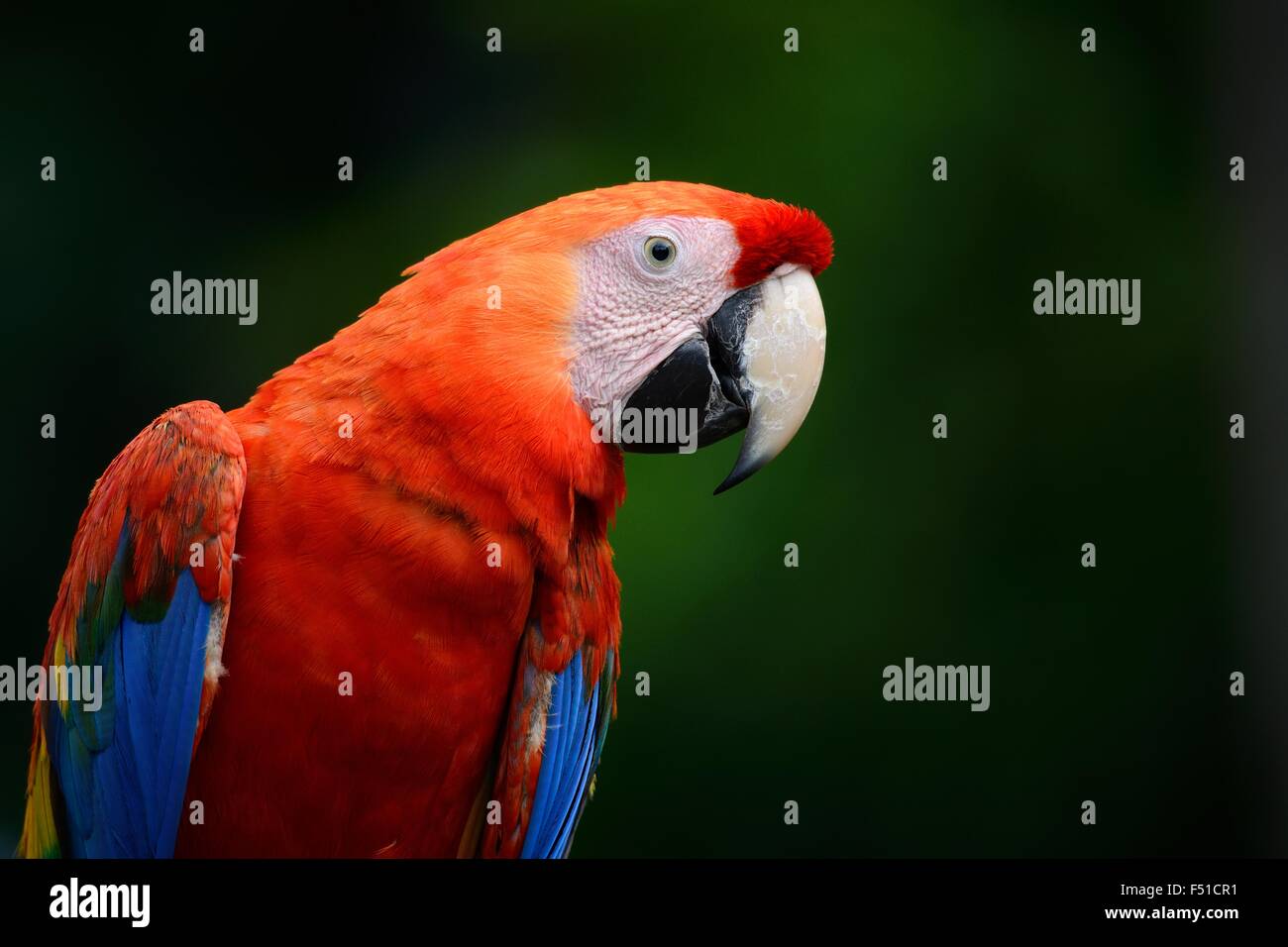 beautiful Green-winged Macaw (Ara chloropterus) as pet Stock Photo - Alamy