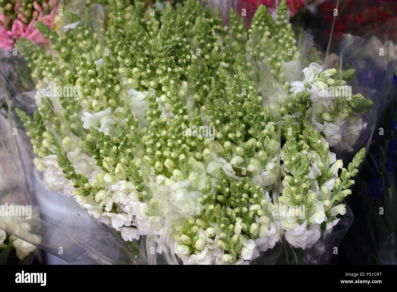 Snapdragon Calima Pure White flowers Stock Photo - Alamy
