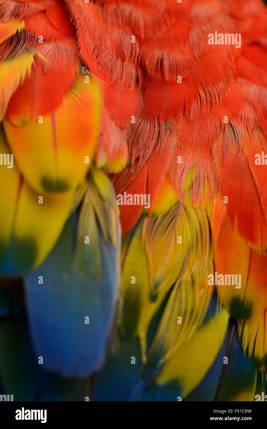 beautiful Scarlet Macaw (Ara macao) back feather Stock Photo - Alamy