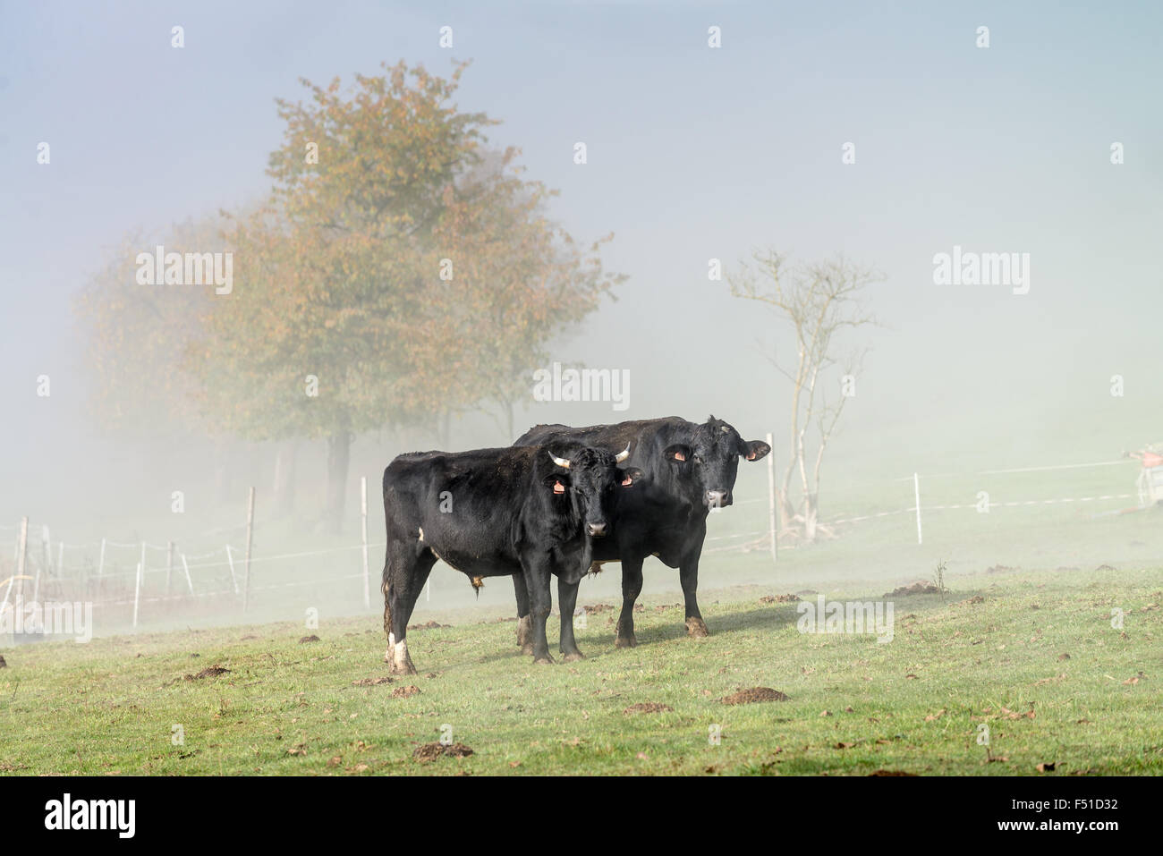 cows (Bos taurus) in field on a misty morning Stock Photo - Alamy