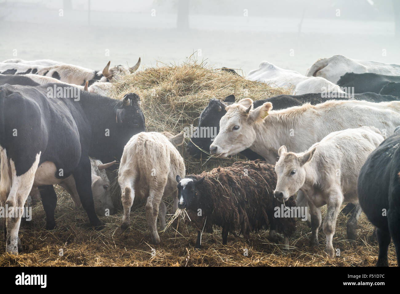 cows (Bos taurus) in field on a misty morning Stock Photo - Alamy