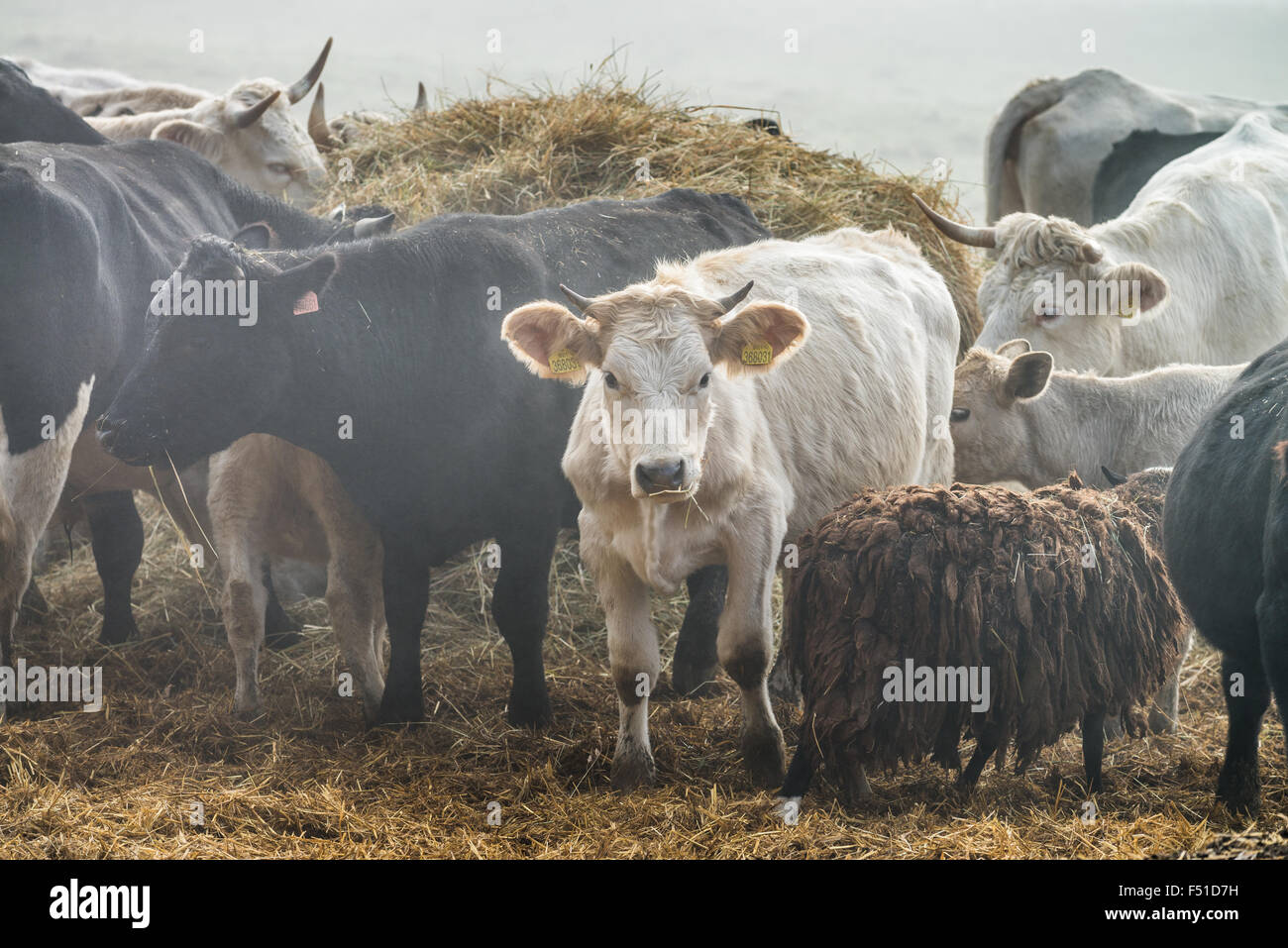 cows (Bos taurus) in field on a misty morning Stock Photo - Alamy