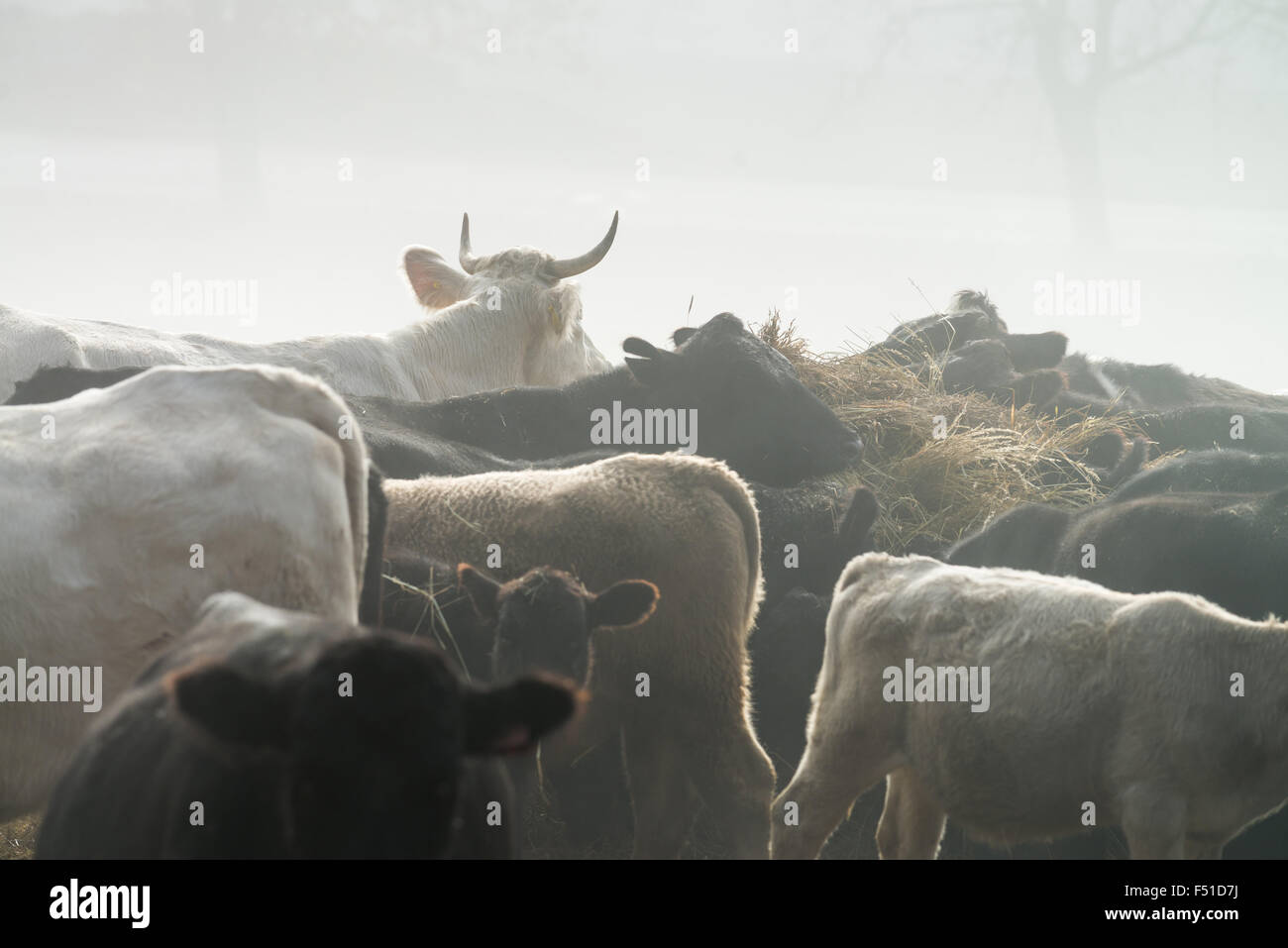 cows (Bos taurus) in field on a misty morning Stock Photo - Alamy