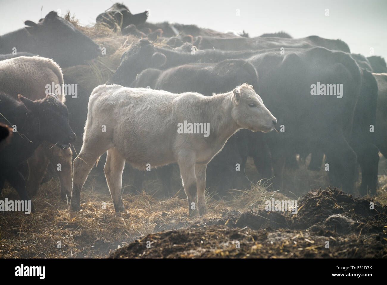 cows (Bos taurus) in field on a misty morning Stock Photo - Alamy