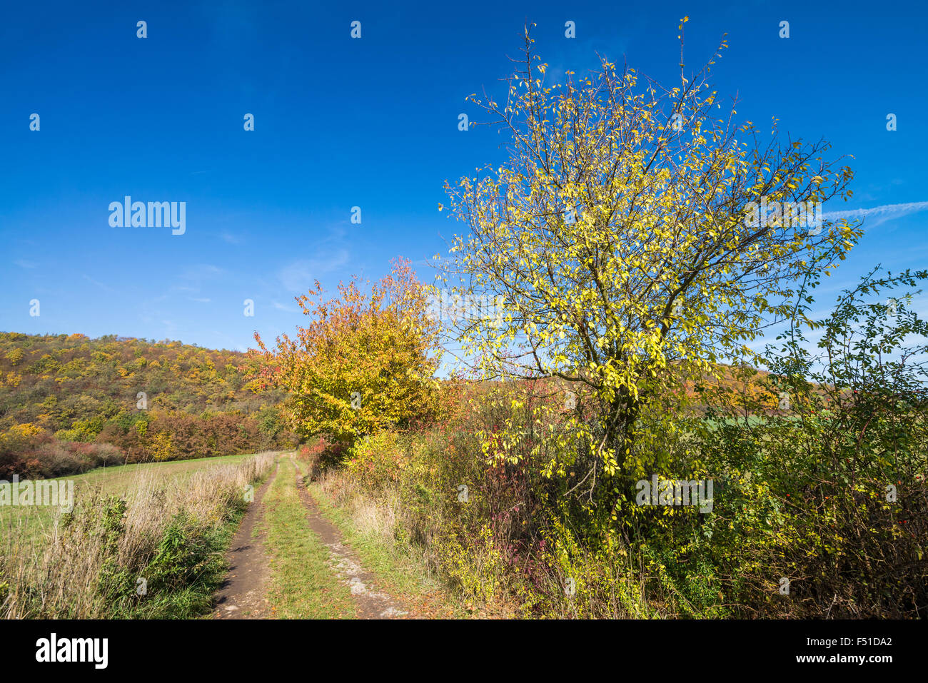 A path in the autumnal landscape, Czech Republic Stock Photo - Alamy