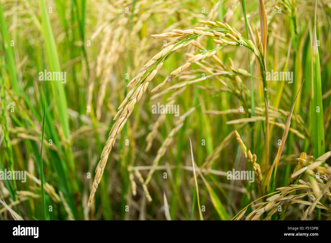 Green rice plant with close-up Stock Photo - Alamy