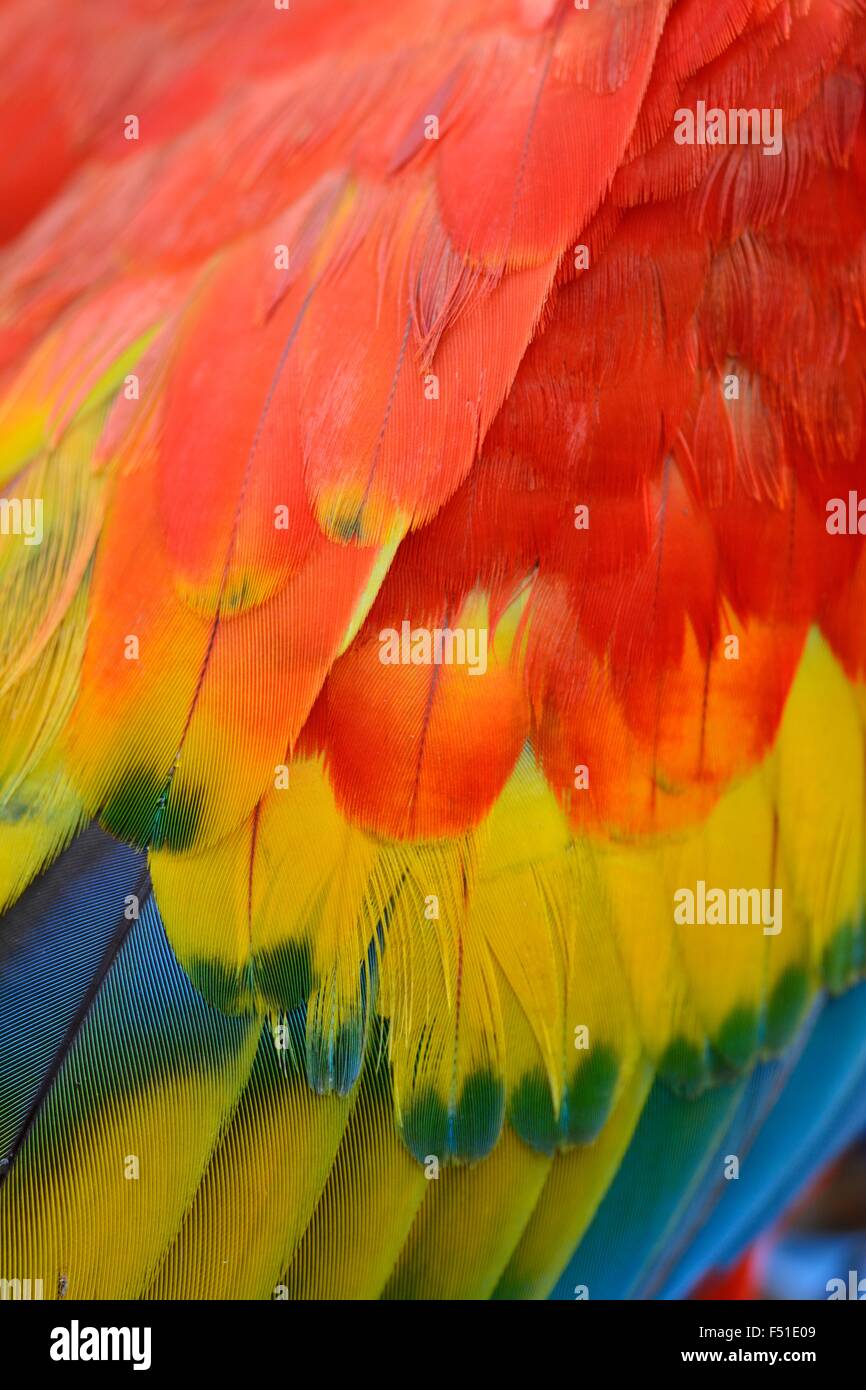 beautiful Scarlet Macaw (Ara macao) back feather Stock Photo - Alamy