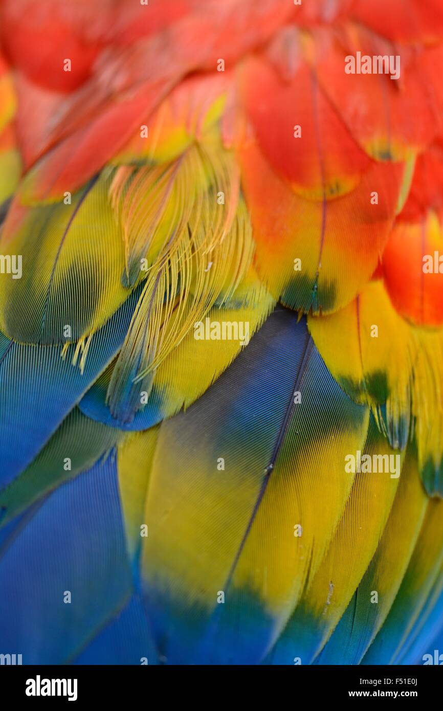 beautiful Scarlet Macaw (Ara macao) back feather Stock Photo - Alamy