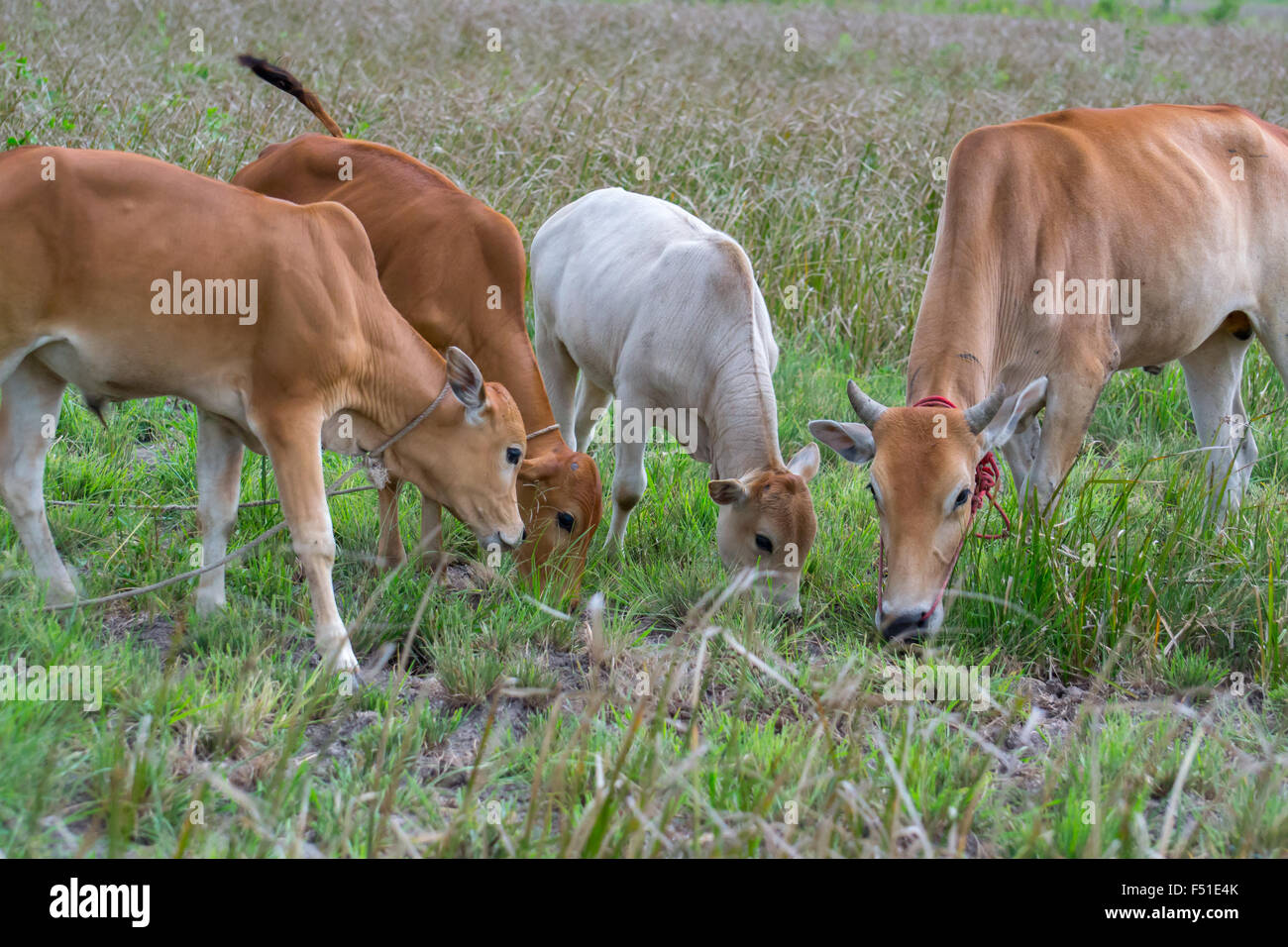 Four cow eating grass in the meadow Stock Photo - Alamy