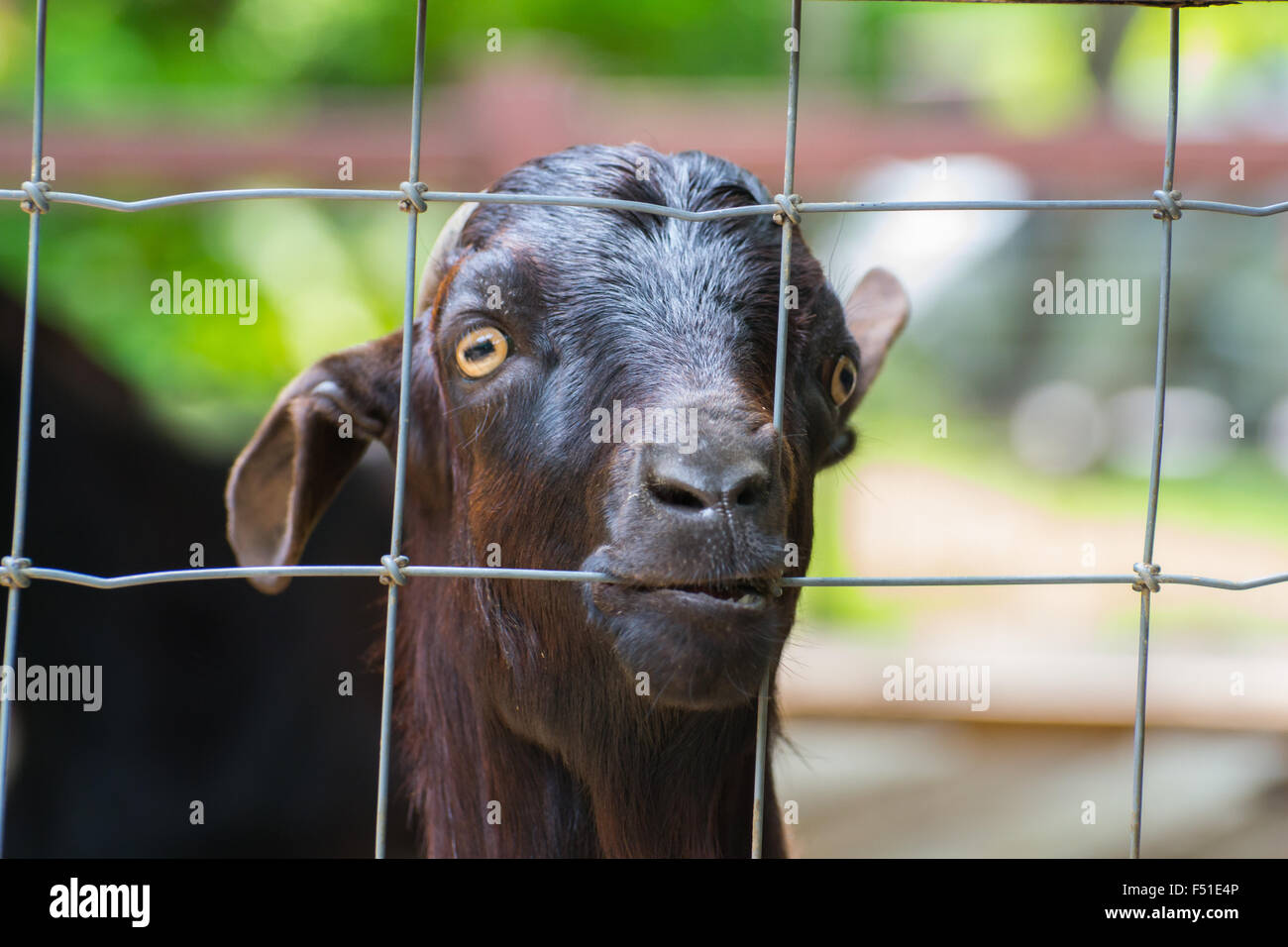 Goat watching through the net Stock Photo - Alamy
