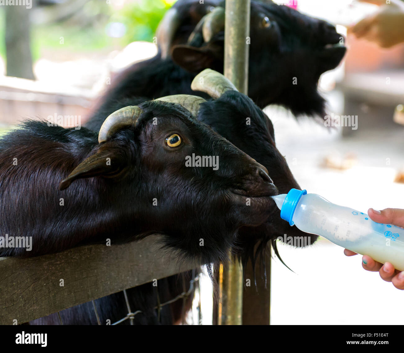 One goat was drinking milk Stock Photo - Alamy