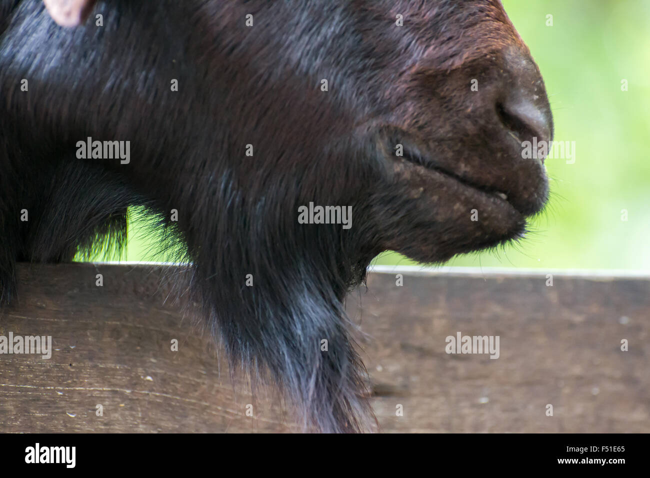 Beautiful black goatee sub human Stock Photo - Alamy