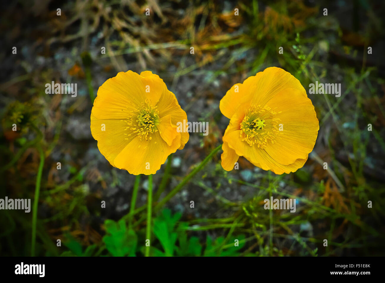 Papaver radicatum flower hi-res stock photography and images - Alamy