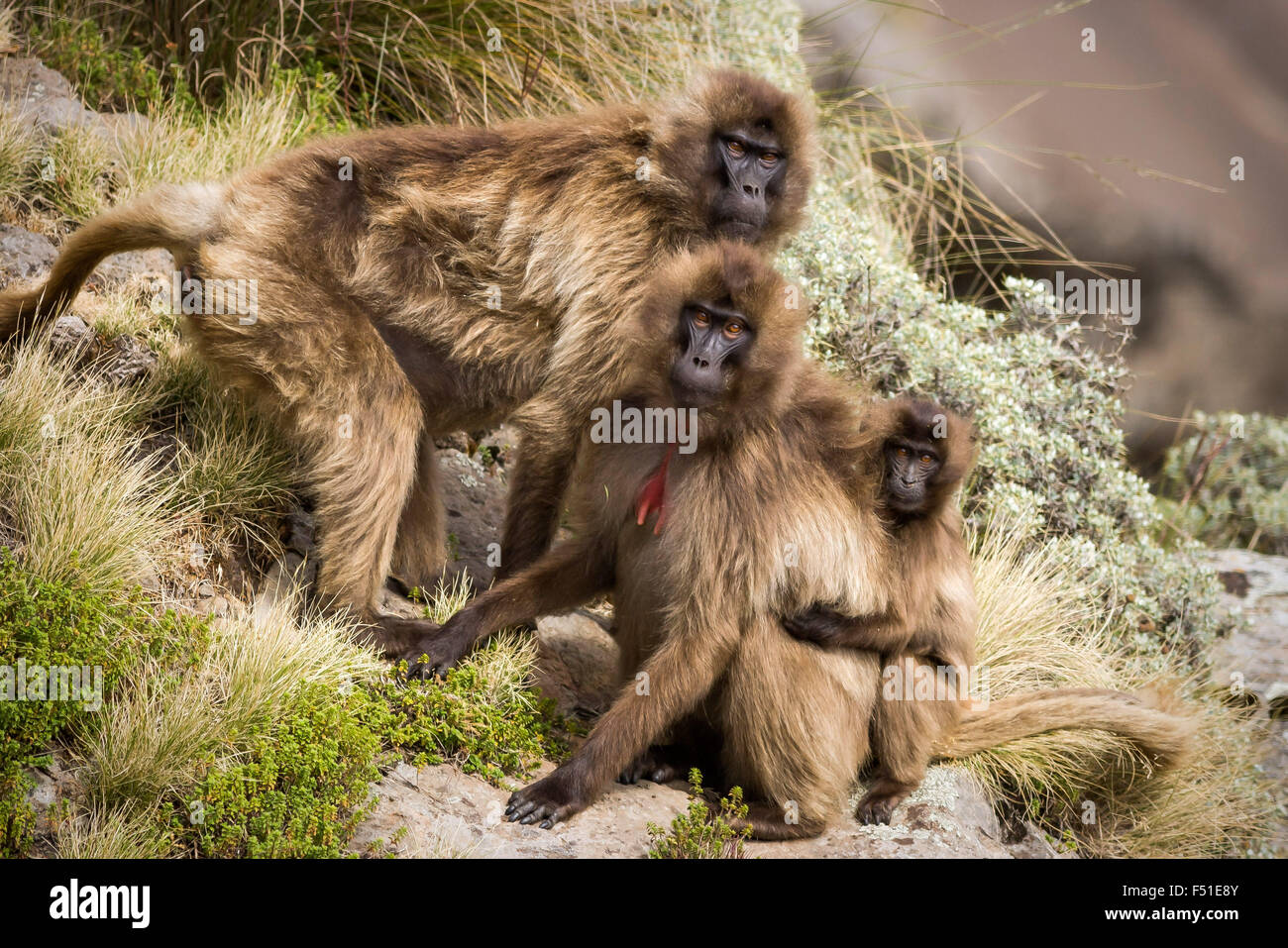 Gelada baboons, Simien Mountains National Park, Ethiopia Stock Photo ...
